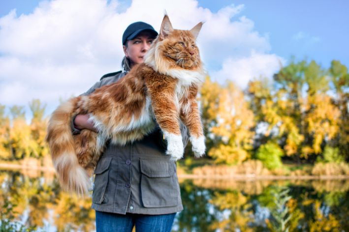 O gato gigante: Tudo o que você precisa saber sobre a raça Maine Coon ...