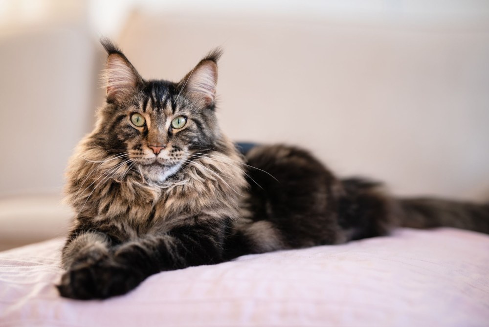 O gato gigante: Tudo o que você precisa saber sobre a raça Maine Coon ...