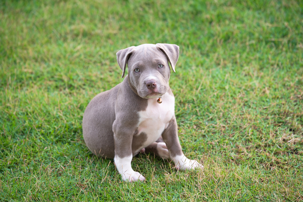 Filhote De Pitbull Americano Beautiful Baby ‼ Ammerican Bully Pocket